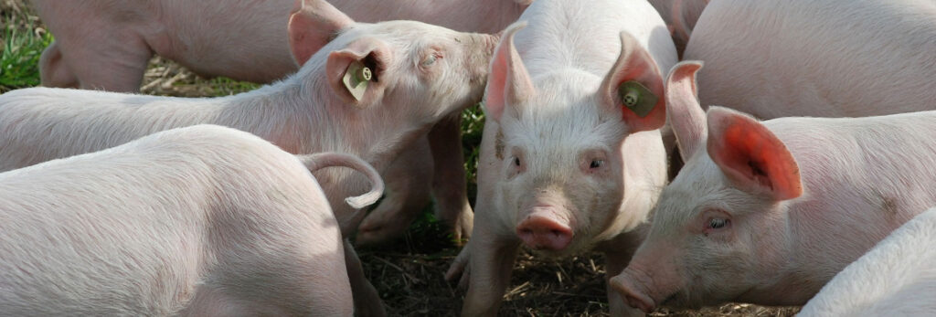 Pig Feed & Supplies - Sanders Fodder - Farm, Garden, Horse & Pet Supplies